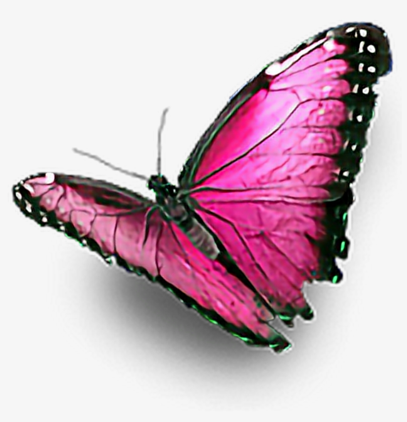 Mariposa Butterfly Pink Rosa Lovely Colors Colorful - Bom Dia Amor ...