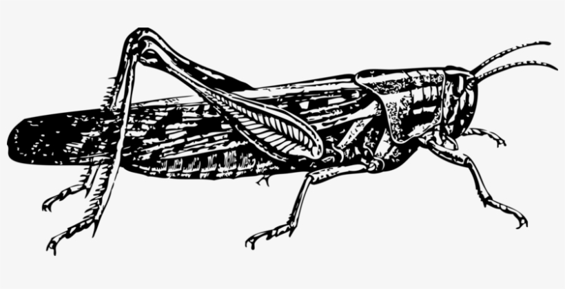 Insect Locust Drawing Grasshopper Pest - Locust Clip Art PNG Image ...