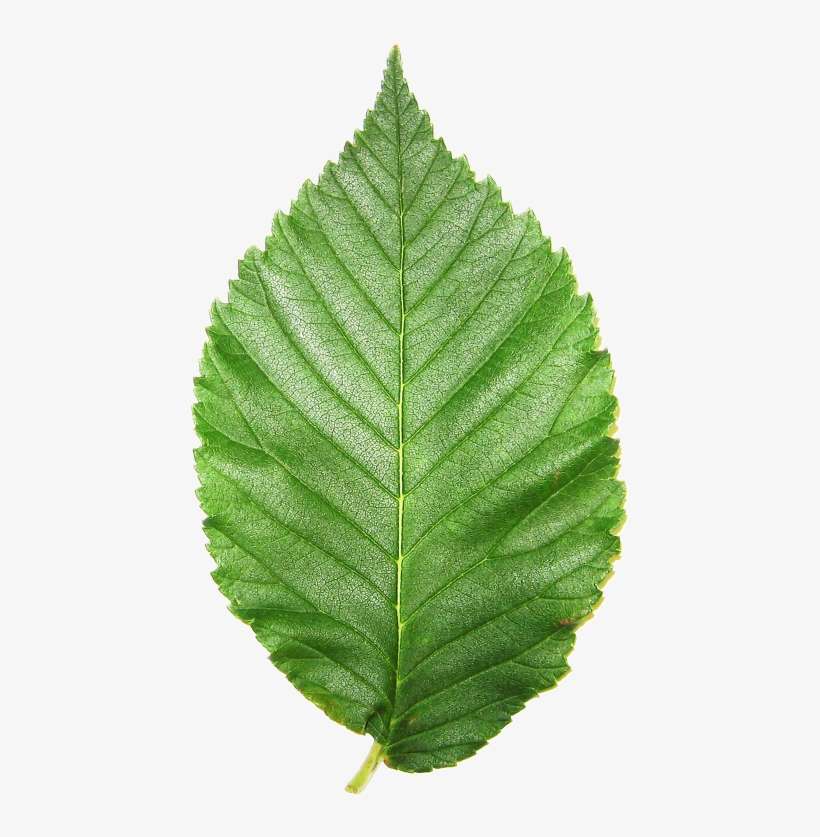 Jagged Edged Leaf - Seoul PNG Image | Transparent PNG Free Download on ...