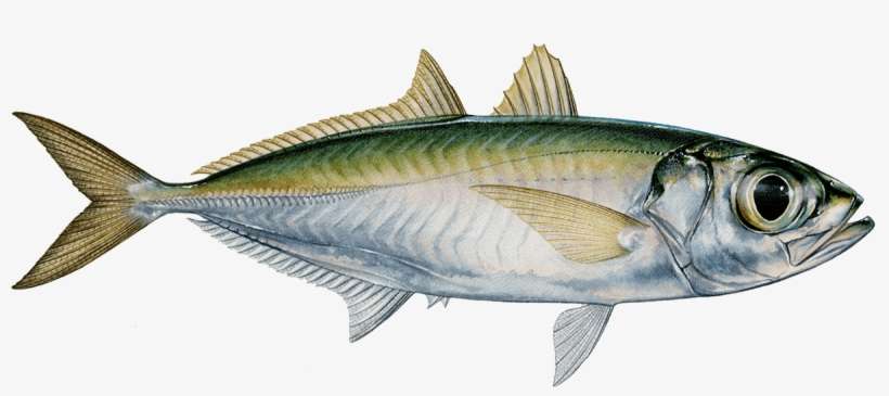Scad Fish PNG Image | Transparent PNG Free Download on SeekPNG