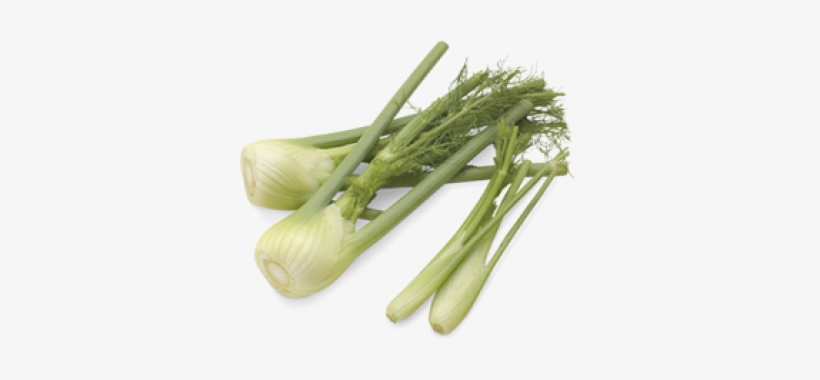 Fennel - Bulbs Vegetables PNG Image | Transparent PNG Free Download on ...