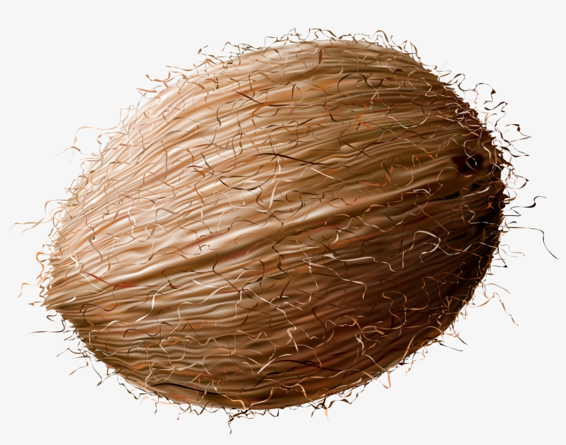 Coconut Transparent Png Clip Art Image PNG Image | Transparent PNG Free ...