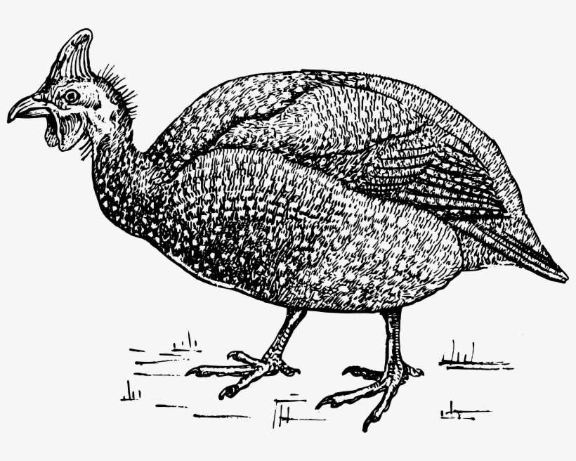 Guinea Fowl - Guinea Fowl In Drawing PNG Image | Transparent PNG Free ...