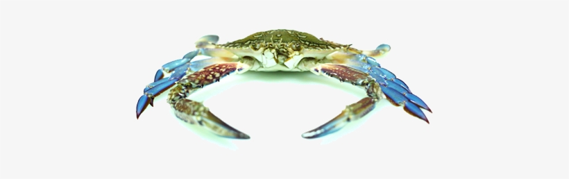 Blue Swimmer Crab - Chesapeake Blue Crab PNG Image | Transparent PNG ...