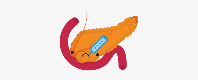 Download Pancreas - Pancreas Clip Art | Transparent PNG Download | SeekPNG