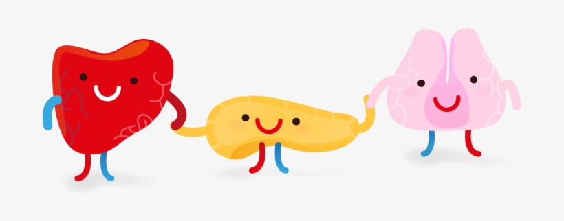 Un Páncreas Feliz Es Un Páncreas Sano - Pancreas Feliz PNG Image ...