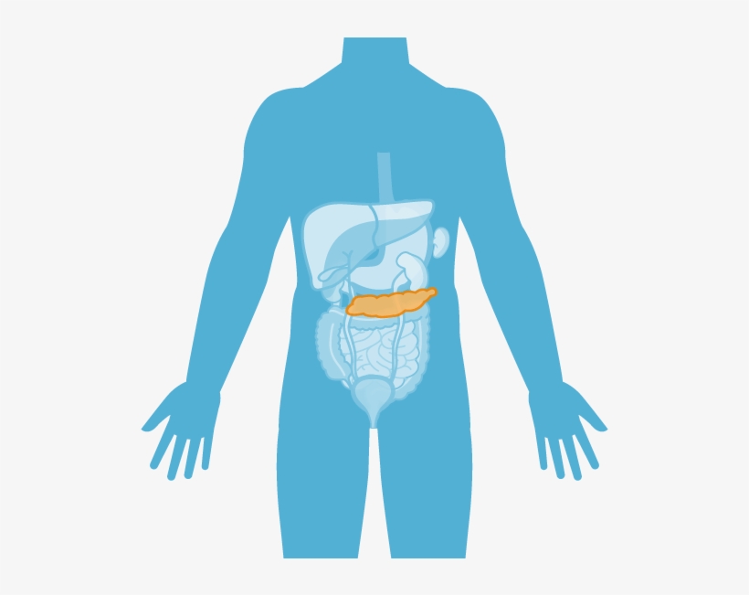 Páncreas - Ubicacion Del Pancreas Png PNG Image | Transparent PNG Free ...