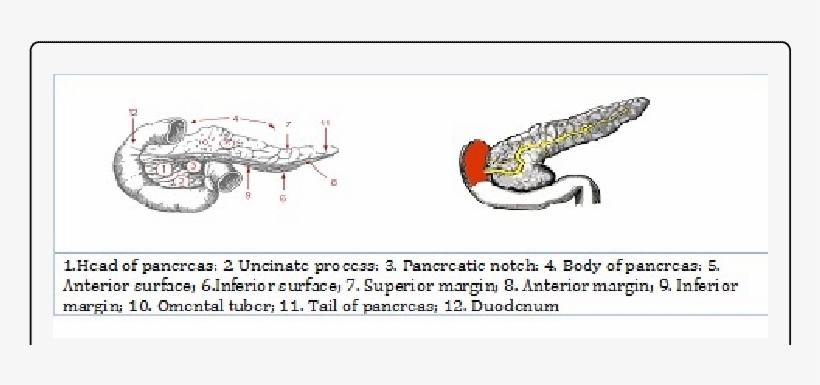 Download Anatomical Landmarks Of Pancreas - Science | Transparent PNG ...