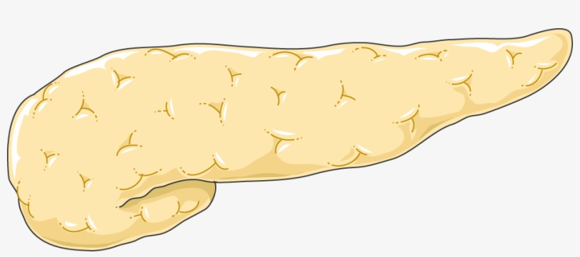 Download The Image - Pancreas PNG Image | Transparent PNG Free Download ...