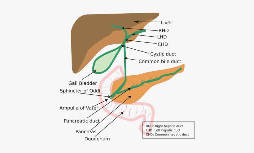 Biliary System PNG Image | Transparent PNG Free Download on SeekPNG