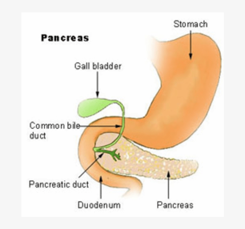 Pancreas [8] - Pancreas Gland PNG Image | Transparent PNG Free Download ...