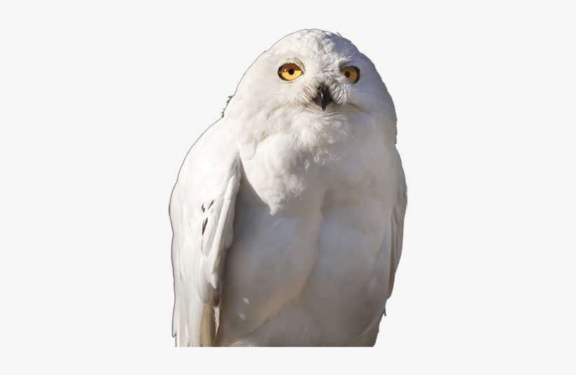 Year - Hedwig PNG Image | Transparent PNG Free Download on SeekPNG