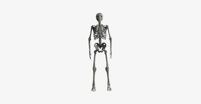 Base Mesh Skeleton - 3d Skeleton Transparent PNG Image | Transparent ...