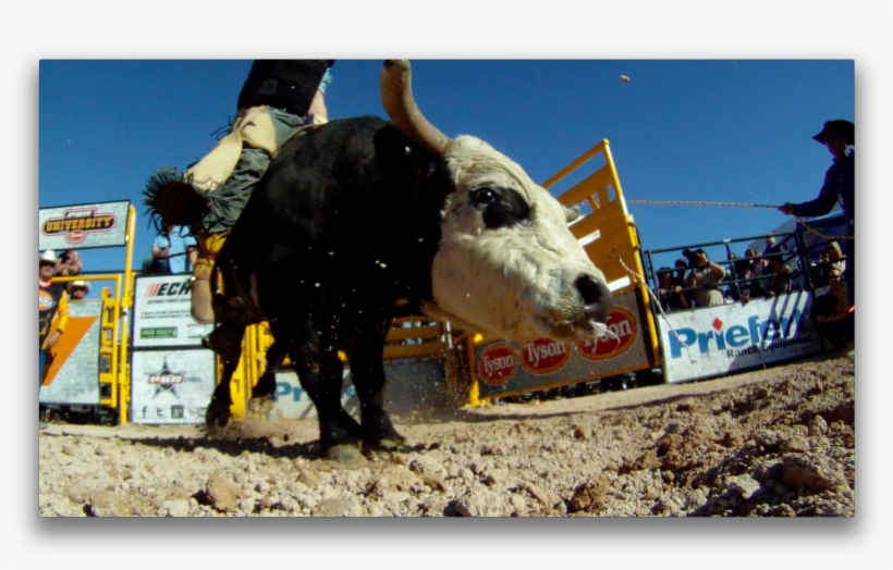 I Shot Some Bullriding Today - Bull Riding PNG Image | Transparent PNG ...