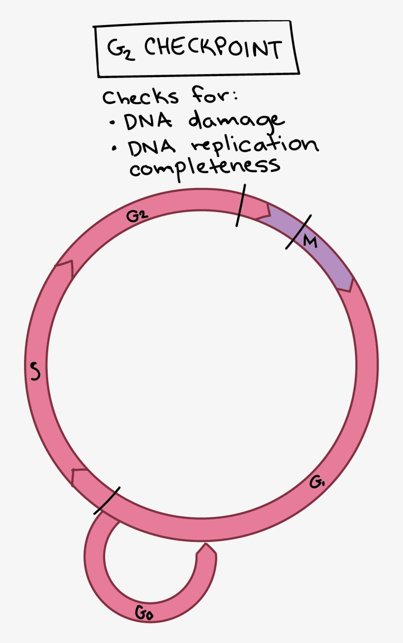 Mitosis - Cell Cycle PNG Image | Transparent PNG Free Download on SeekPNG