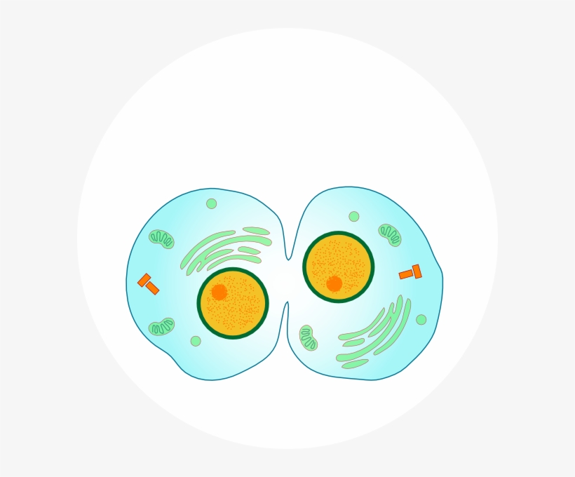 Animal Cell Cliparts - Cytokinesis Mitosis PNG Image | Transparent PNG ...