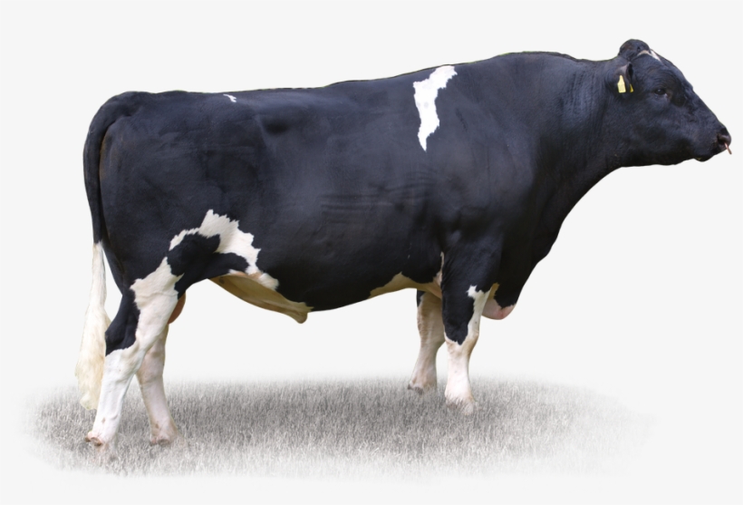 Busy Brook Wtp Vector S3f - Dairy Cow PNG Image | Transparent PNG Free ...