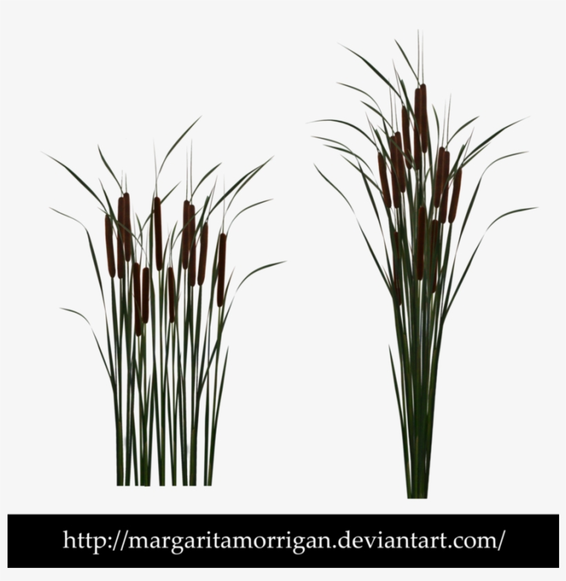 Reed Png - Reeds Png PNG Image | Transparent PNG Free Download on SeekPNG