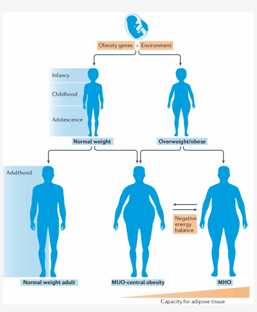 Regulation Of The 'metabolically Healthy Obese' Phenotype ...