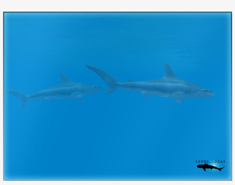 Smooth Hammerhead Shark - Squaliformes PNG Image | Transparent PNG Free ...