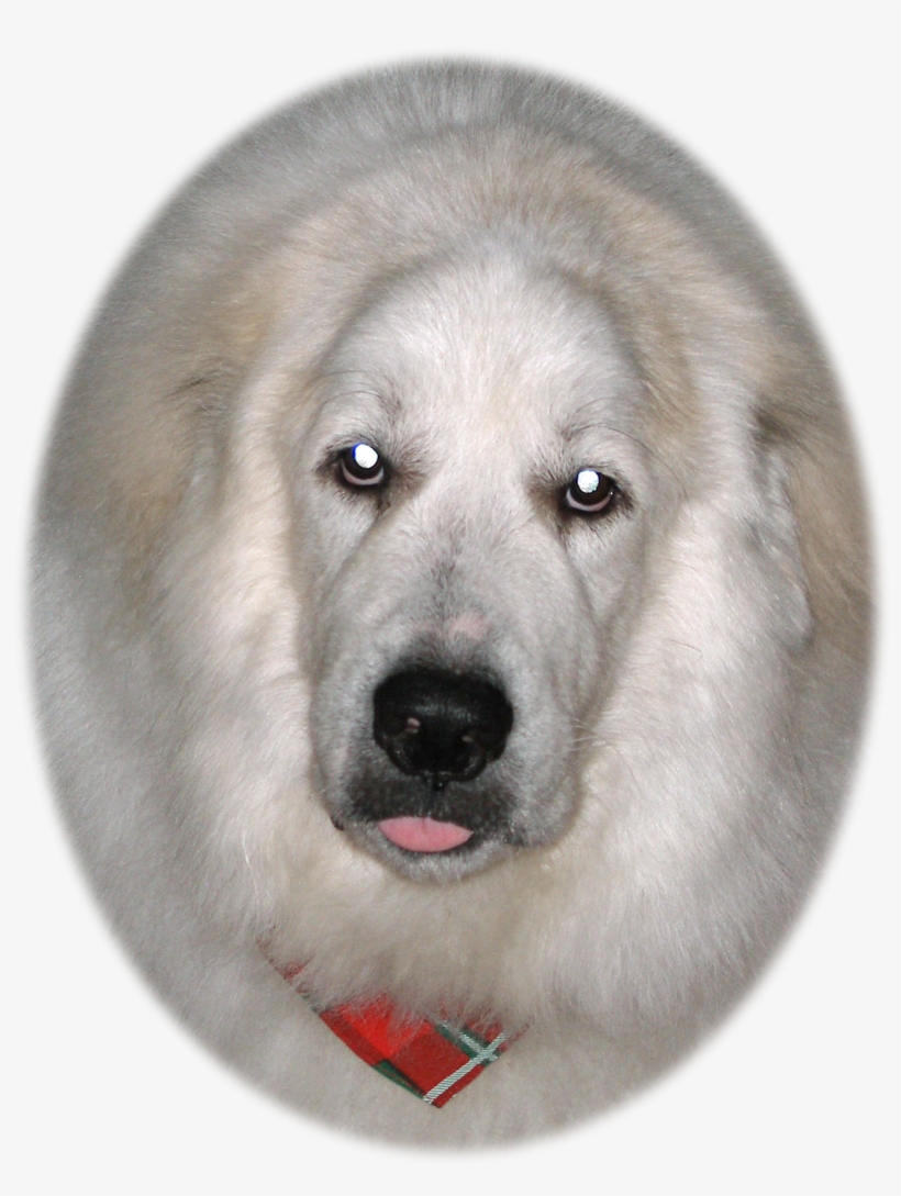 A Message From Justme - Dog PNG Image | Transparent PNG Free Download ...