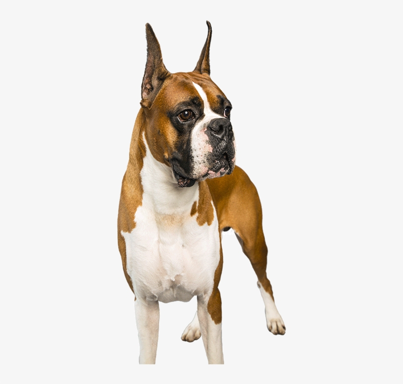 Learn All About The Boxer By Clicking The Image Of - Boxer PNG Image ...
