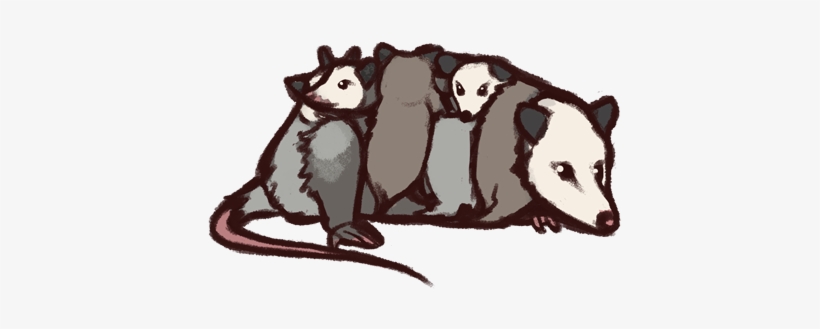 Opossums - - Possum PNG Image | Transparent PNG Free Download on SeekPNG