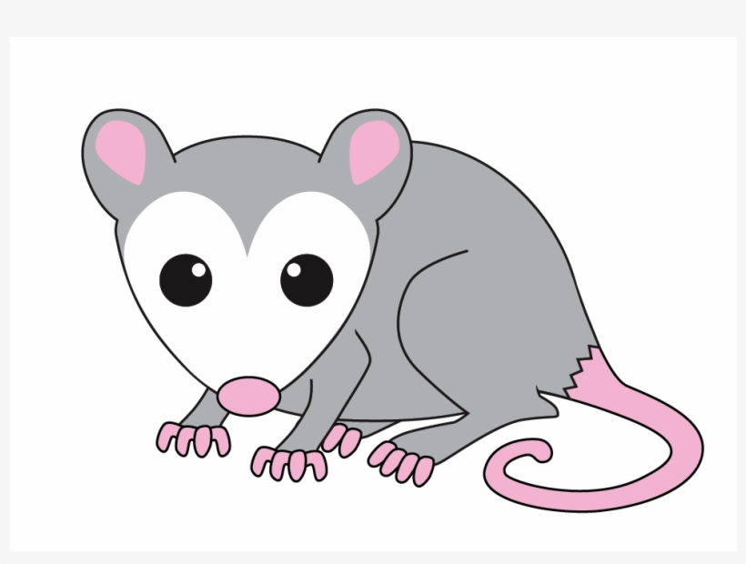 Survey Opossum - Opossum PNG Image | Transparent PNG Free Download on ...