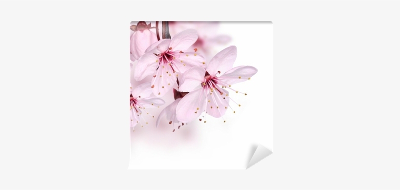 Cherry Blossom Border Design PNG Image | Transparent PNG Free Download ...