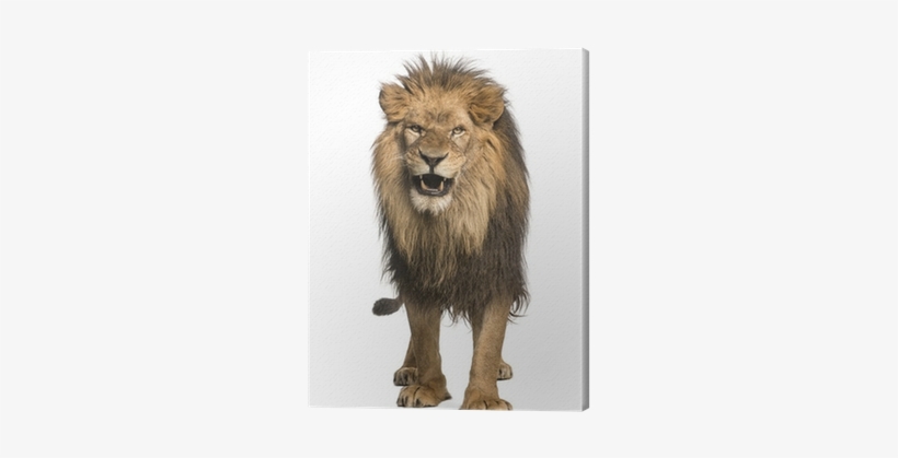 Front View Of A Lion Roaring, Standing, Panthera Leo - Lion Roaring PNG ...