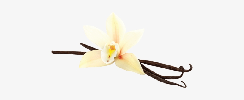 Vanilla Bean Png