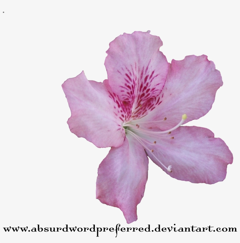 Image Black And White Clip Art Crown Transprent - Azalea Flower Png PNG ...