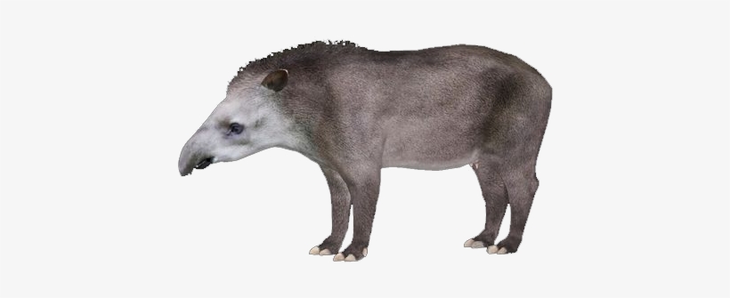 South American Tapir - Tapir Transparent PNG Image | Transparent PNG ...