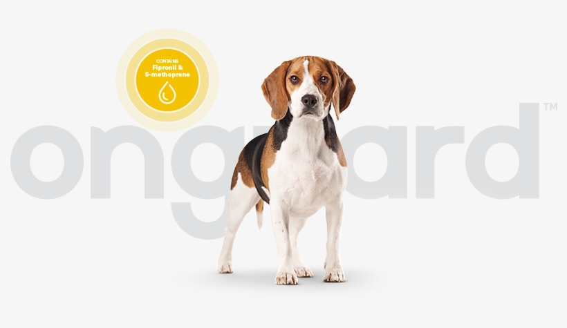 Onguard Uses Two Active Ingredients That Are Commonly - Dog ...
