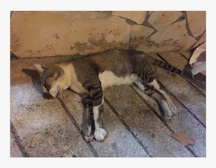 Cat Death PNG Image | Transparent PNG Free Download on SeekPNG