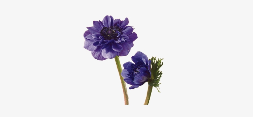 Anemone Meaning - Anemone Flower Transparent PNG Image | Transparent ...