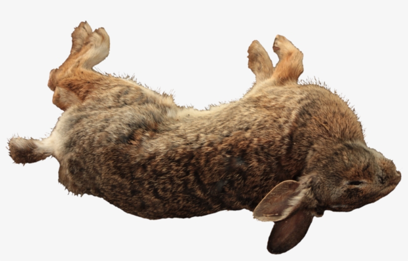 Dead Rabbit Png PNG Image | Transparent PNG Free Download on SeekPNG