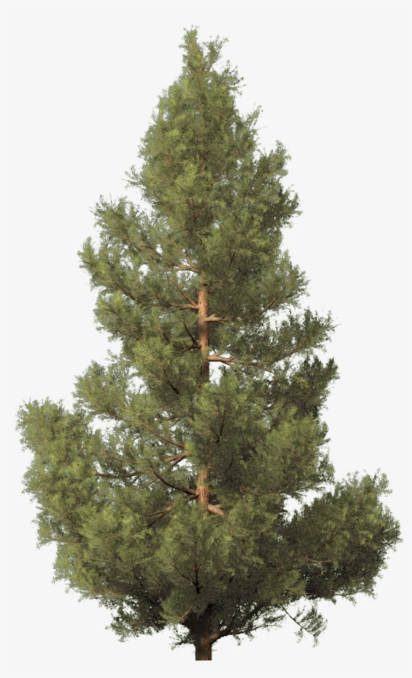 Download Alaskan Pine Christmas Tree | Transparent PNG Download | SeekPNG
