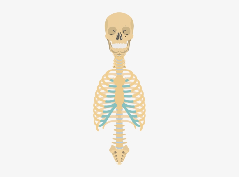 1 - Axial Skeleton Png PNG Image | Transparent PNG Free Download on SeekPNG