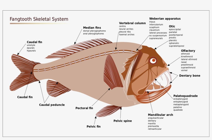 Open - Fangtooth Fish Body Parts PNG Image | Transparent PNG Free ...