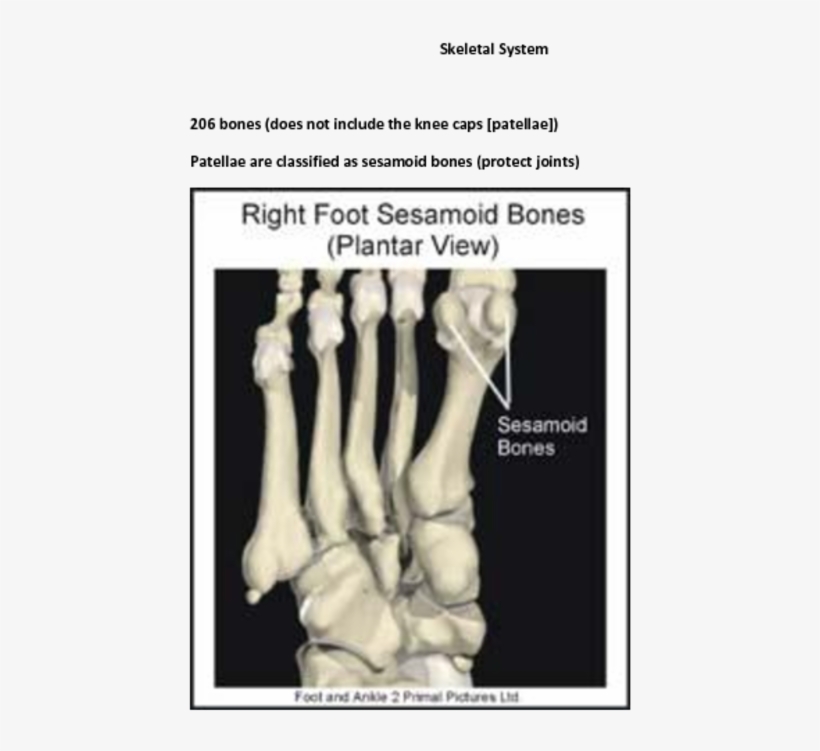 Sesamoid Bone Foot PNG Image | Transparent PNG Free Download on SeekPNG