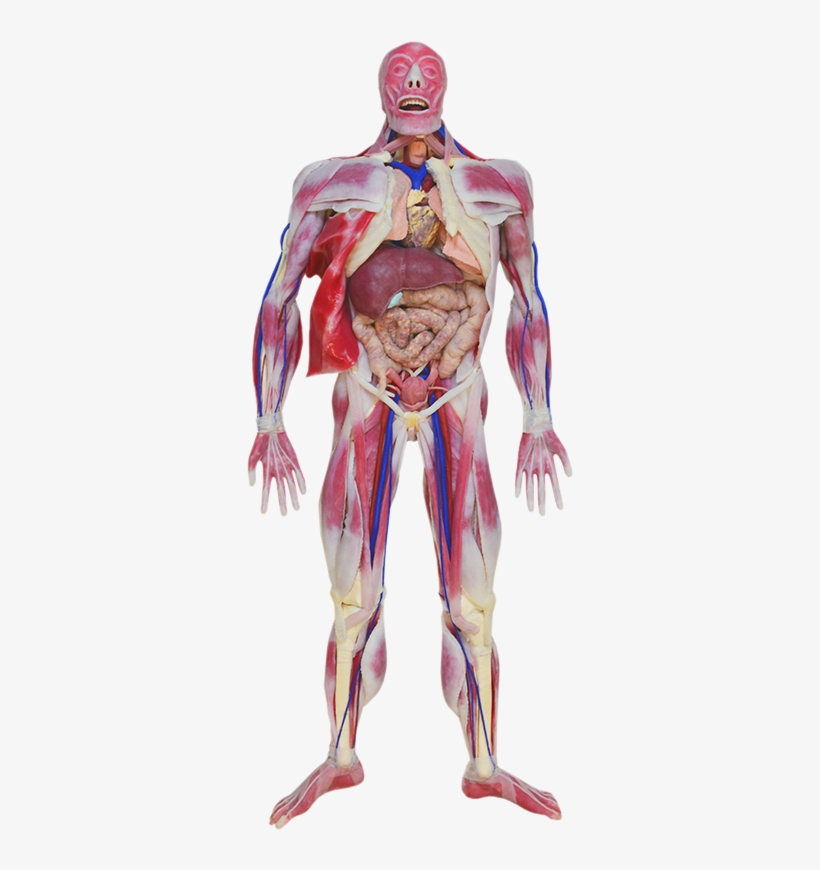 Skeletal And Muscular System - Synthetic Anatomy Human PNG Image ...