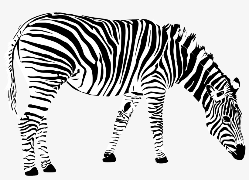 Big Image - Zebra Pdf PNG Image | Transparent PNG Free Download on SeekPNG