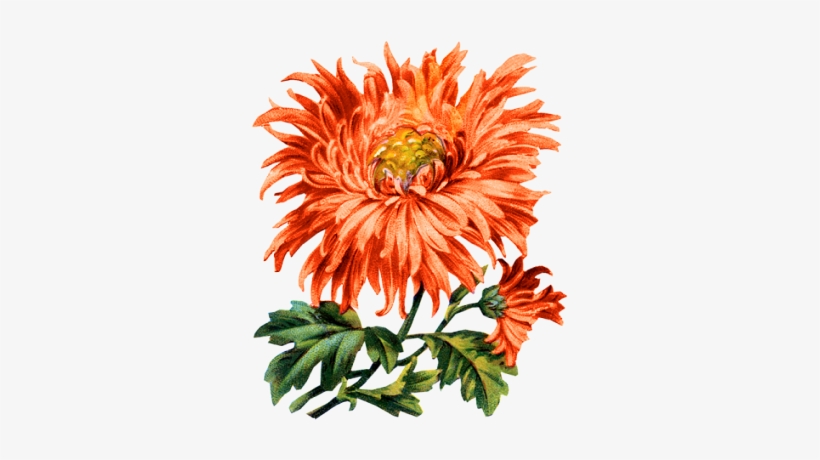 Fall Flower Graphics Fairy - Vintage Pink Mum Canvas Tote - Selection ...