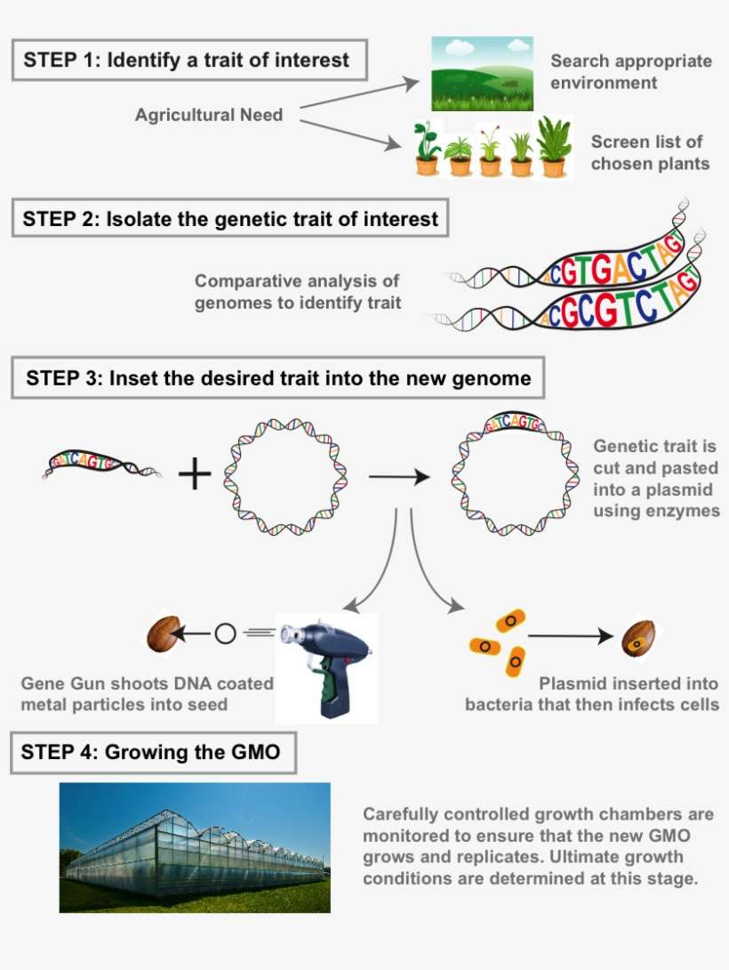 Genetically Modified Animals Diagram