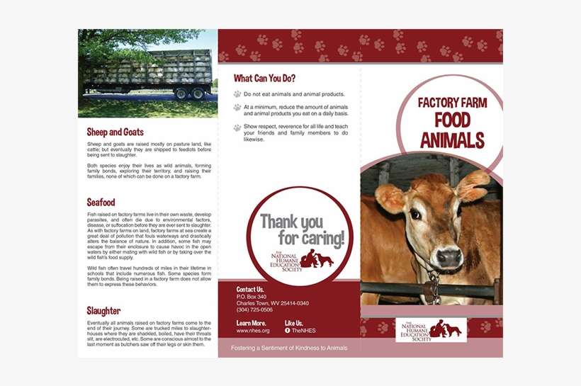 Factory Farm-food Animals - Pamphlet In Farm Animals PNG Image ...