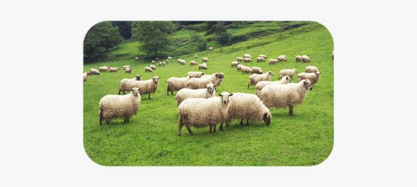 Farm Animal Medicine - Flock Of Sheep Png Transparent PNG Image ...