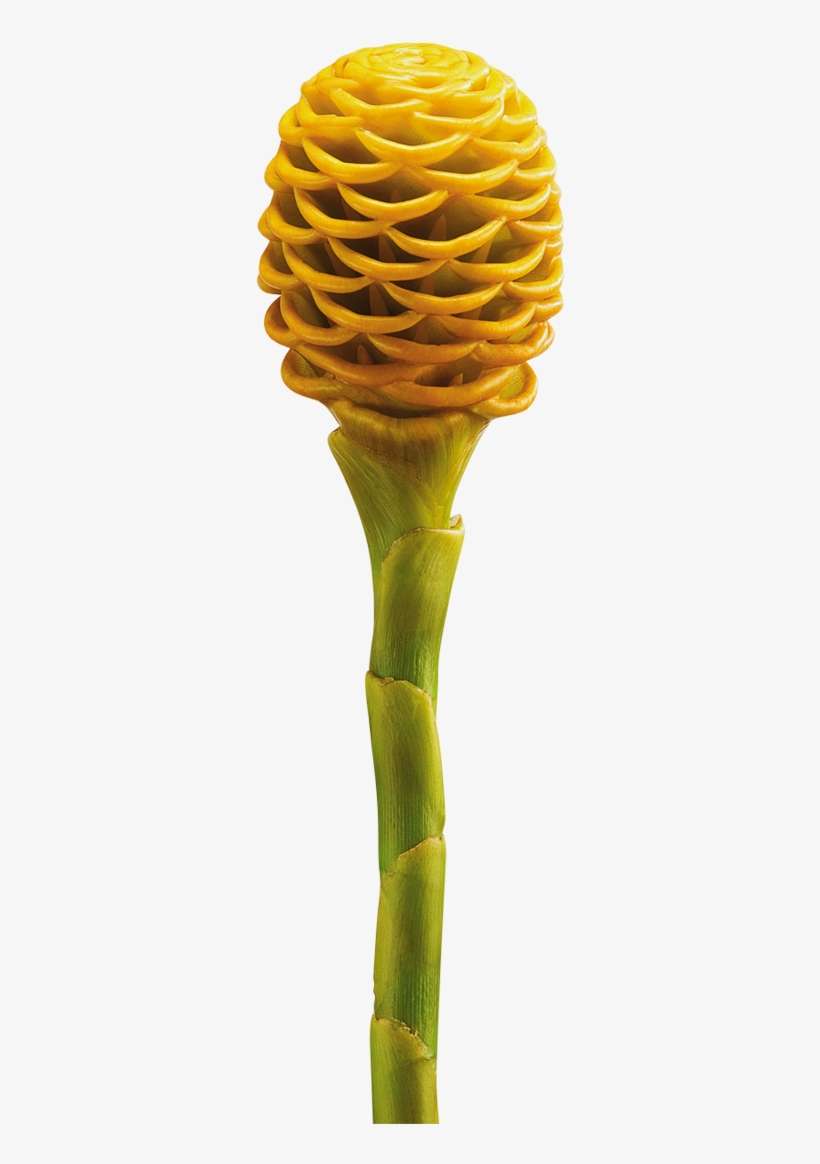 Torches Of Gingers With Colorful Flowers Are A Perfect - Ginger And ...