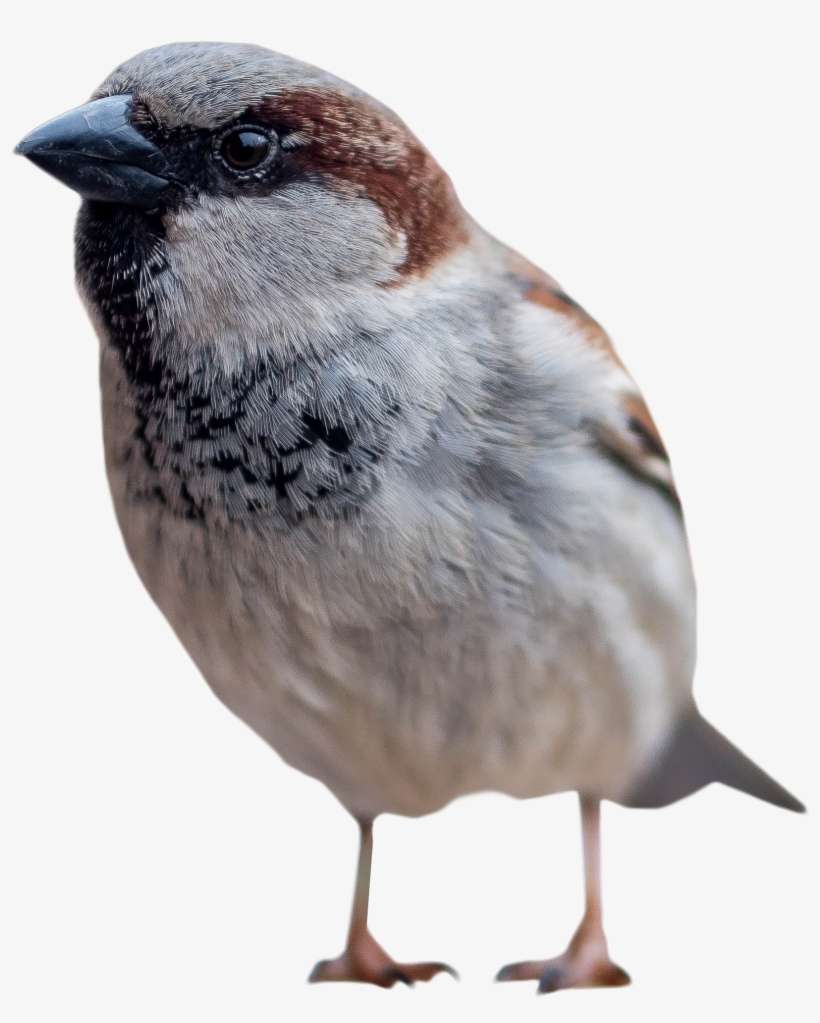 Sparrow Standing Png Image - Sparrows Png PNG Image | Transparent PNG Free Download on SeekPNG