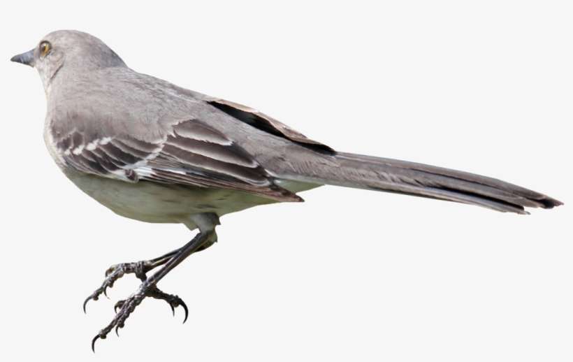 Download Sparrow Png Transparent Images Transparent - Mockingbird Png ...